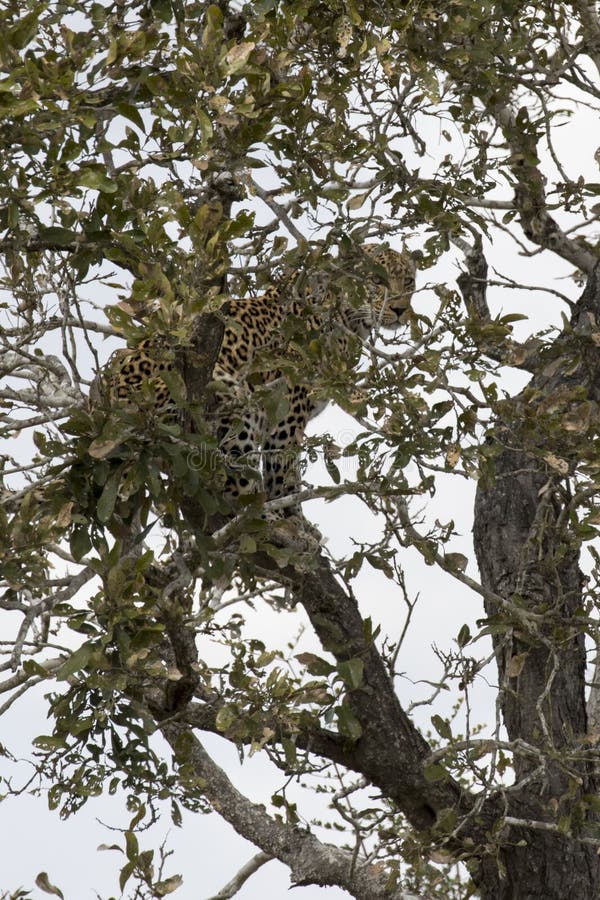 A Photo of Leopard on a Tree Stock Photo - Image of hunt, african ...