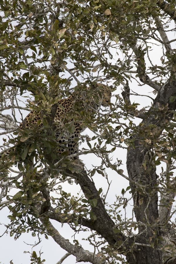 A Photo of Leopard on a Tree Stock Photo - Image of african, africa ...