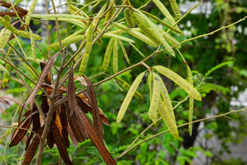 The Photo of Leucaena Leucocepphala Stock Photo - Image of plant ...