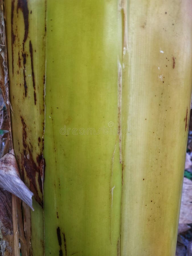 Photo of a Light Green Banana Tree Trunk Stock Image - Image of wall ...