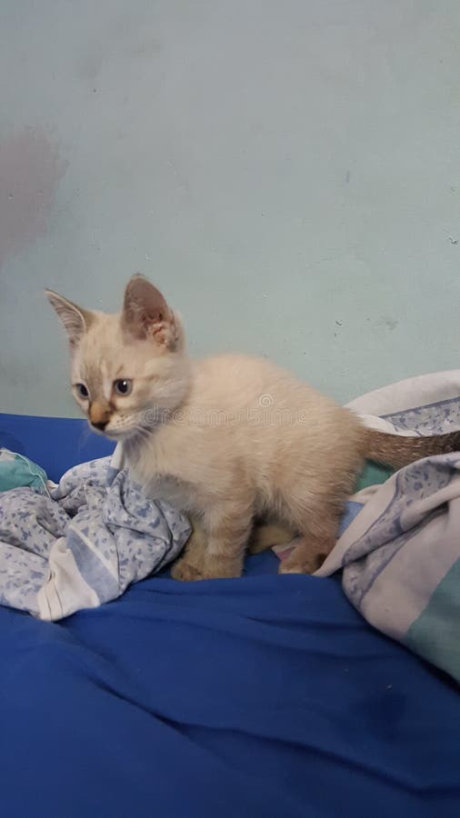 Little kitty stock photo. Image of kitty, little, baby - 108344350