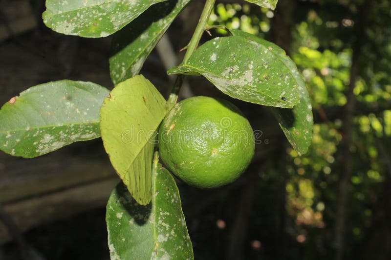 Photo of Lime Fruit Behind the Morning of the House Stock Photo - Image ...
