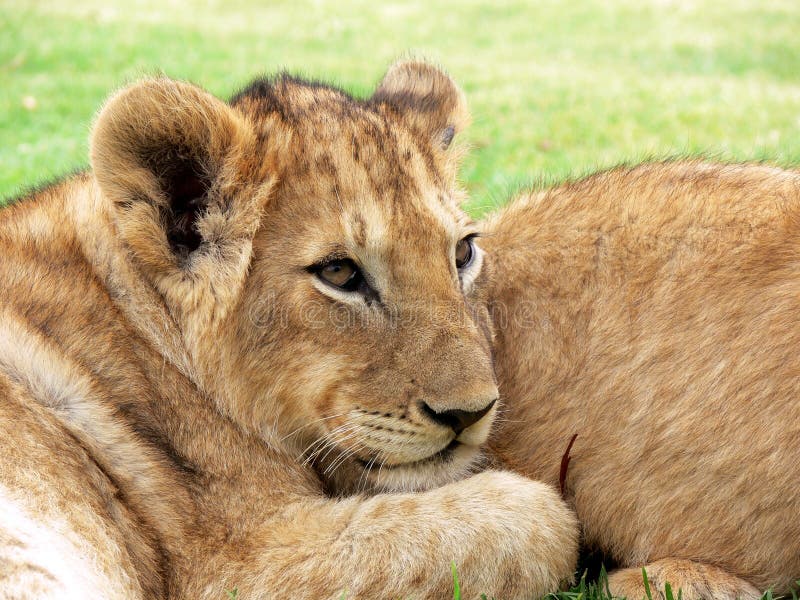 Photo Of Lioness Picture. Image: 95644429
