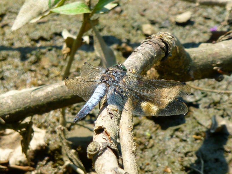 Little Grey Dragonfly Sitting on a Branch Stock Photo - Image of wings ...