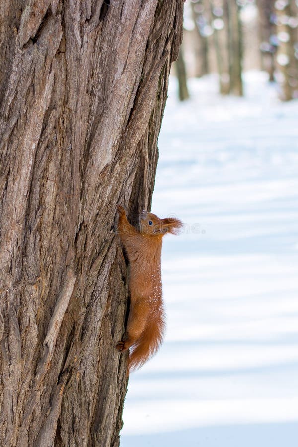 Photo of Little Red Squirrel on the Tree in the Park Stock Image ...