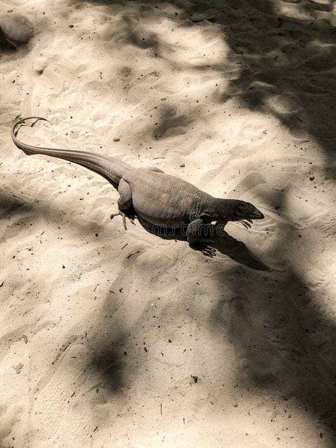 Lizard on the Beach. Lizard Walking Stock Photo - Image of sand ...