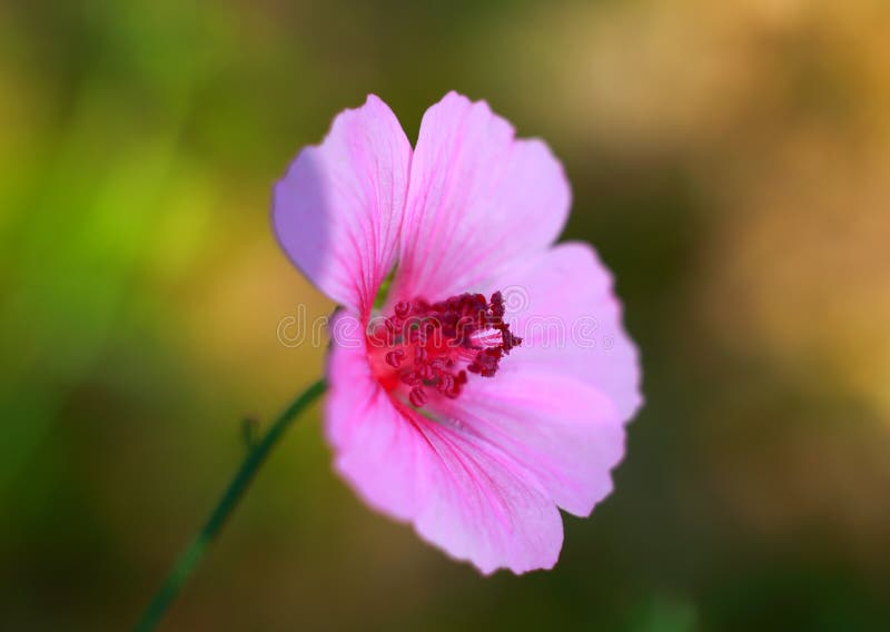 Photo of a Lone White Flower Stock Photo - Image of decoration, edge ...