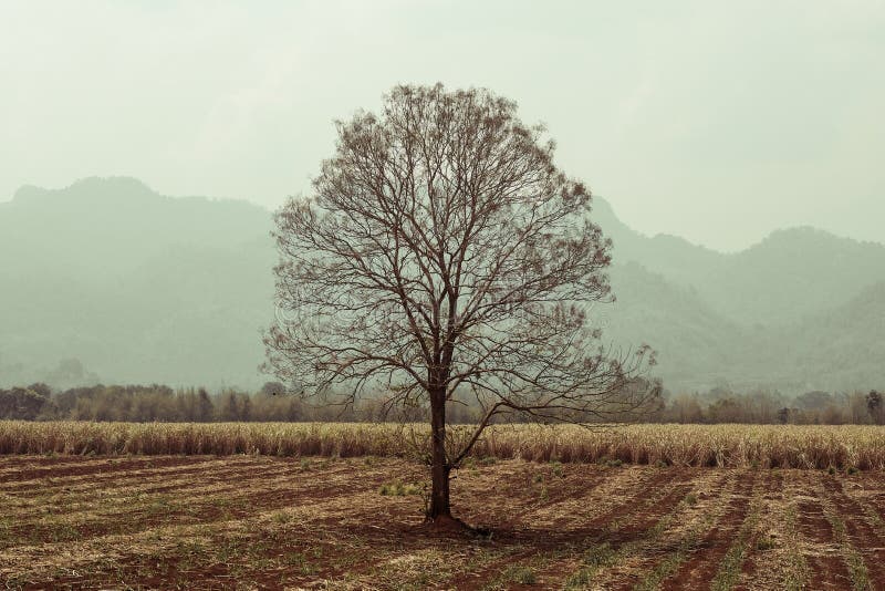 Lonely dry tree in field stock photo. Image of mighty - 143021068