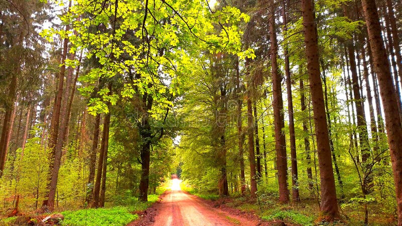 A Long Path in a Fir Forest Stock Photo - Image of path, lane: 187888212