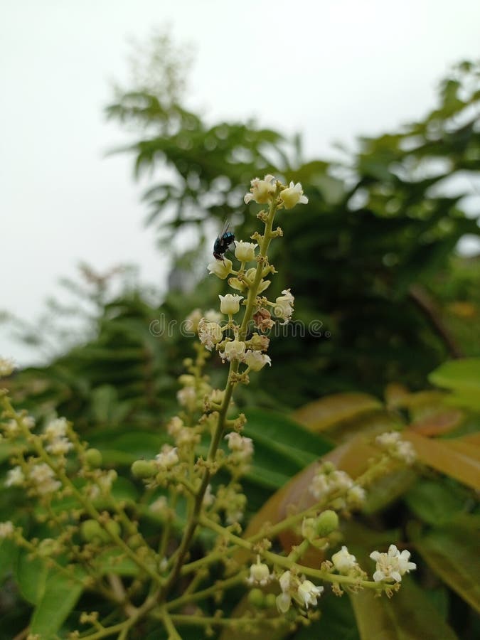 Photo of a Longan Fruit Flower Infested with a Fly Stock Image - Image ...