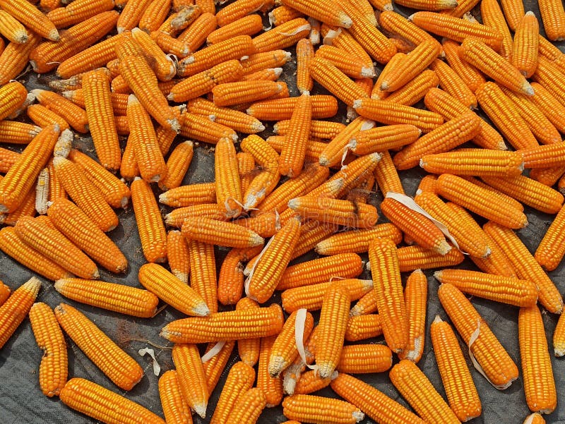 Photo of lots of corn stock photo. Image of breakfast - 228209644