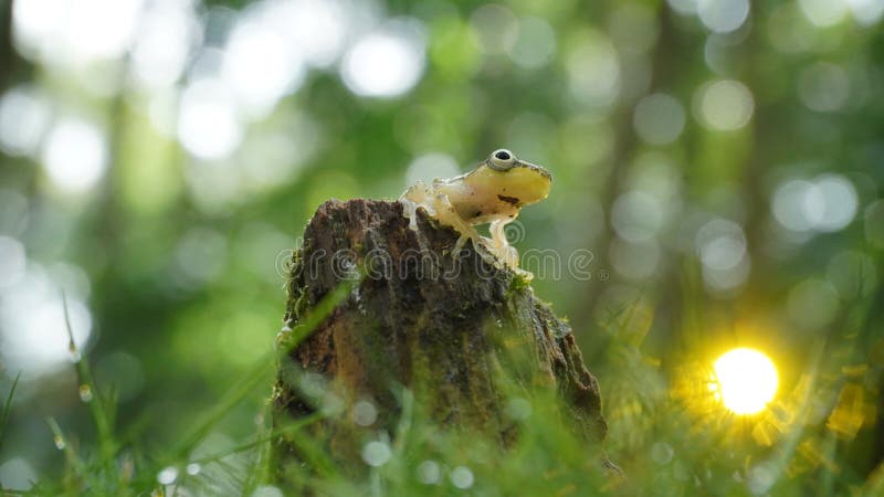 Photo of low angle frogs stock image. Image of forest - 272323089