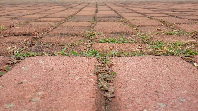 Photo, Low Angle Perspective, Red Paving Block Road with Fresh Green ...