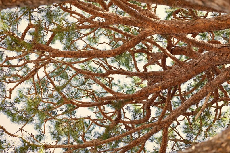 Photo of Lush Branches and Twigs of Tree. Branches and Twigs of Tree ...