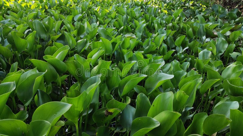 Photo of a Lush Water Hyacinth Plant Stock Image - Image of crop ...