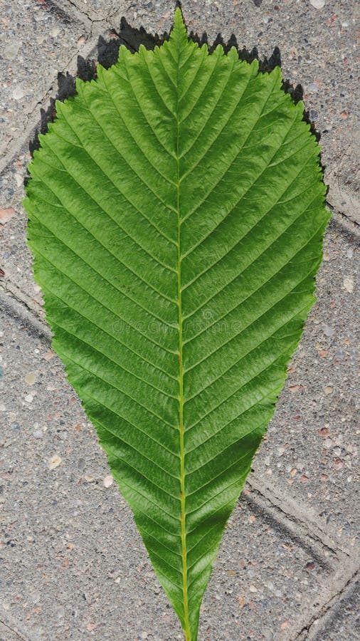 Photo of a Lying Chestnut Leaf, Flat Lay. Stock Image - Image of ...