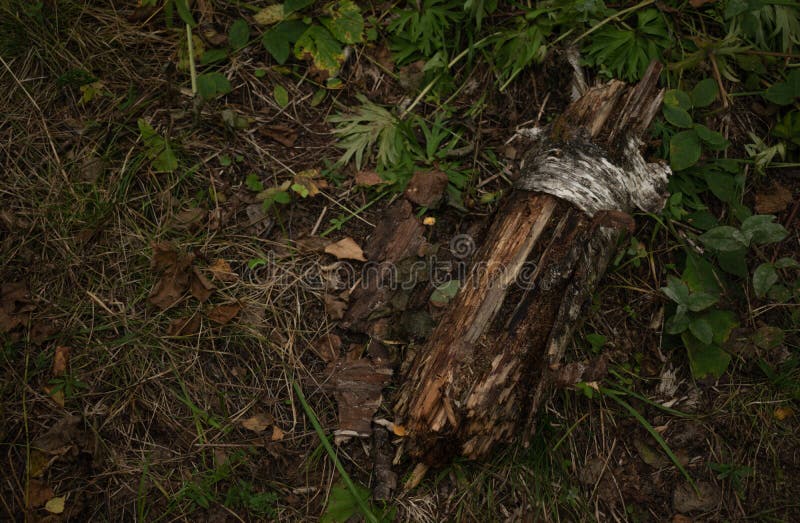 Photo of a Lying Log on the Grass. Stock Photo - Image of horizontal ...