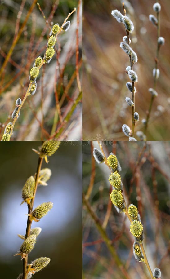 Photo Macro Collection of Spring Buds Stock Image - Image of collection ...