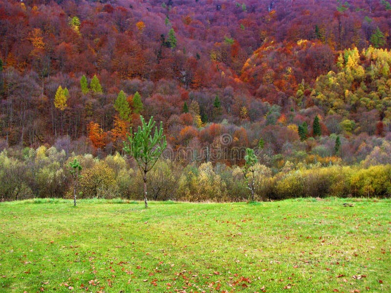 Forest Steps Bee Stock Photos - Free & Royalty-Free Stock Photos from ...