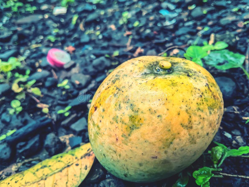 Mango fruit photo stock image. Image of macro, background - 259611065
