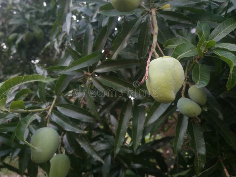 Photo of Mango Fruit Still on the Tree Stock Photo - Image of food ...