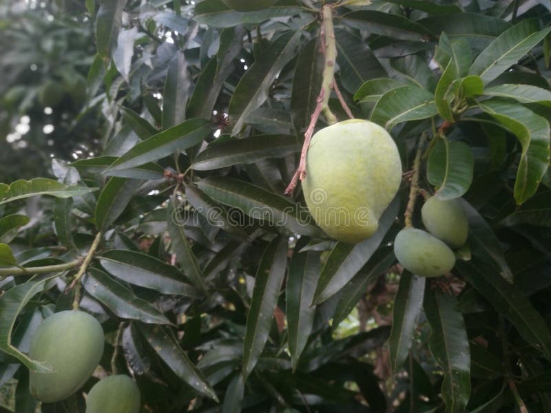 Photo of Mango Fruit Still on the Tree Stock Photo - Image of leaf ...