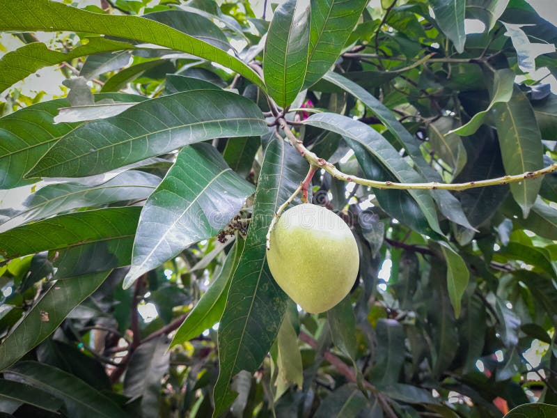 Photo of a Mango Tree and Its Fruit Hanging from the Tree S Stem Stock ...