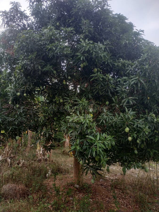 Photo of a Mango Tree Starting To Bear Fruit Stock Image - Image of ...