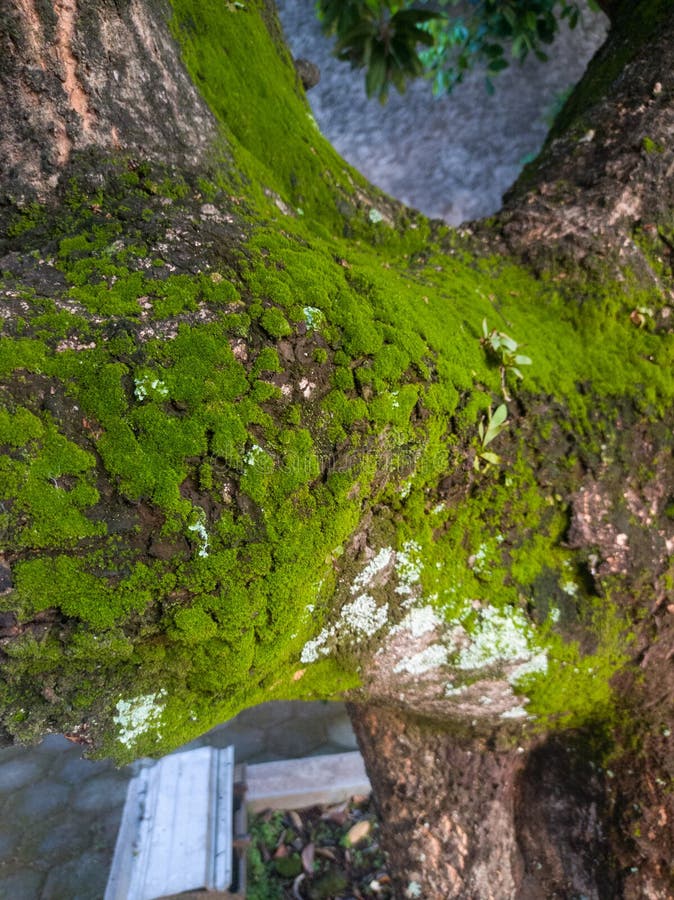 Photo of Mango Tree Trunks Grown with a Lot of Green Moss Stock Photo ...