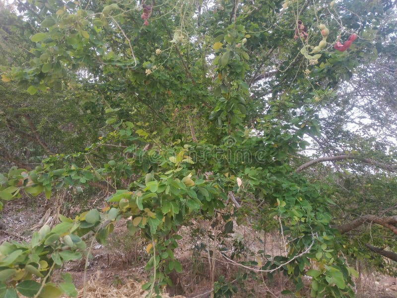 Photo of Manila Tamarind Tree Growing in the Forest Stock Image - Image ...