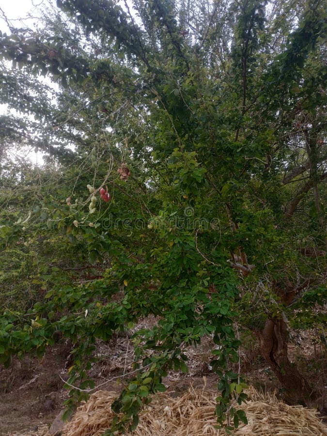 Photo of Manila Tamarind Tree Growing in the Forest Stock Photo - Image ...