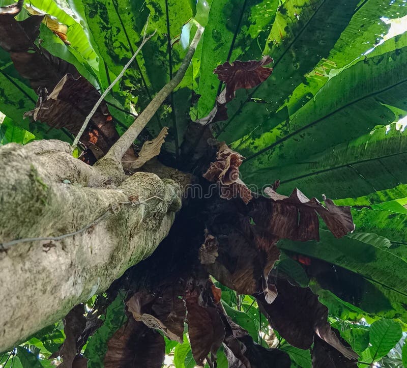 This is a Photo of Many Ornamental Plants Scattered in the Forest Stock ...