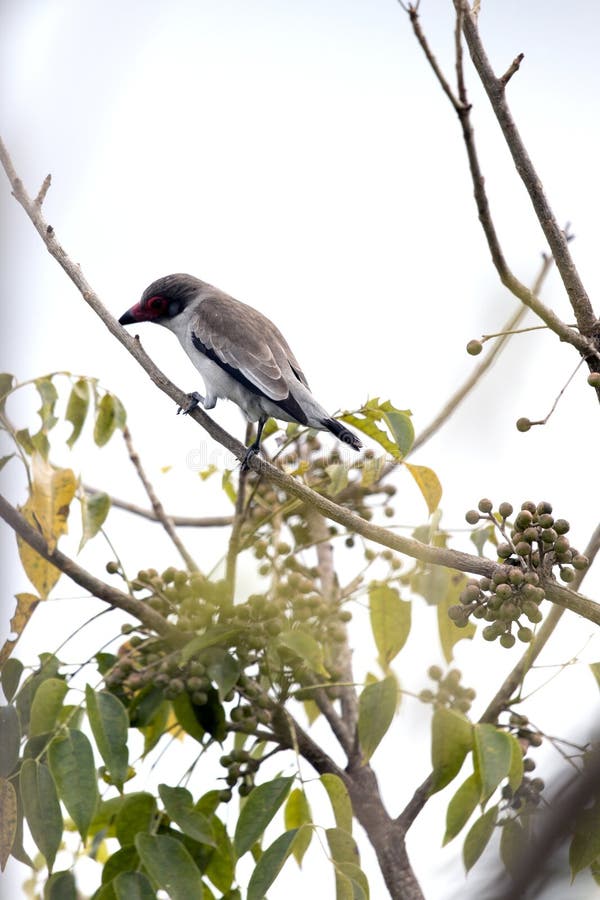 A Photo of Masked Tityra Bird Stock Image - Image of green, small ...