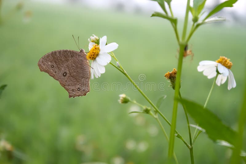 Photo of the Melanitis Leda Butterfly Perched on a Flower Stock Image ...