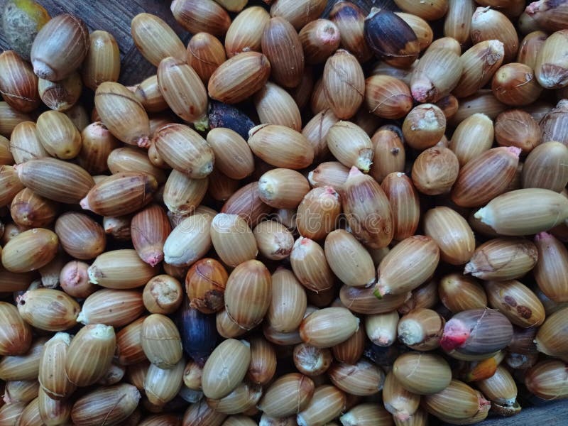 A Photo with a Melinjo Texture (Gnetum Gnemon) Whose Skin Has Been ...