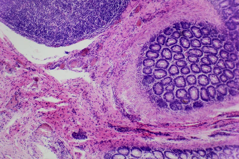 Photo Microscopique Des Cellules Animales Image stock - Image du été ...