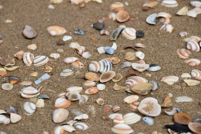Photo of Molluscs Shell on a Coast Stock Image - Image of beach, shell ...