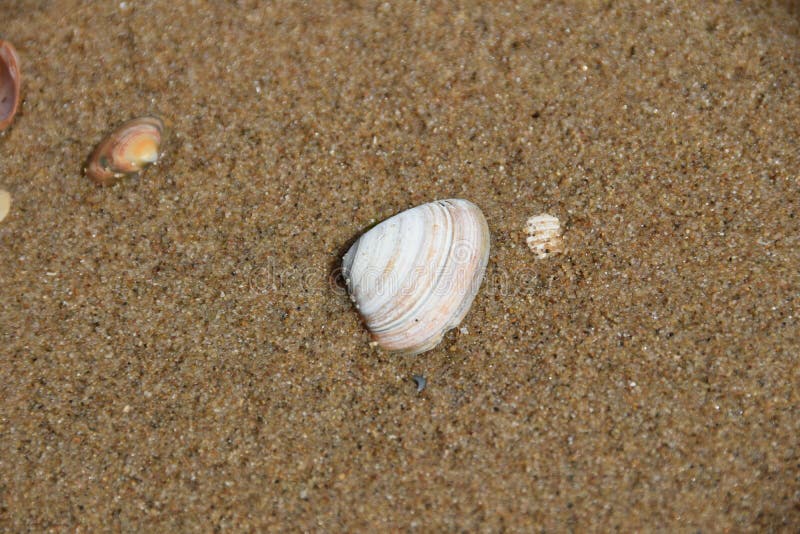 Photo of Molluscs Shell on a Coast Stock Photo - Image of molluscs ...