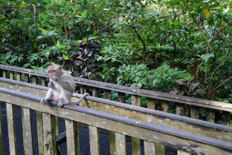 Photo of a Monkey Sitting on a Wooden Road Divider Stock Image - Image ...
