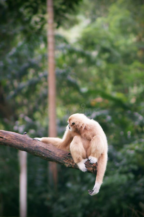 Photo of a Monkey on a Tree Stock Photo - Image of jungle, monkey ...