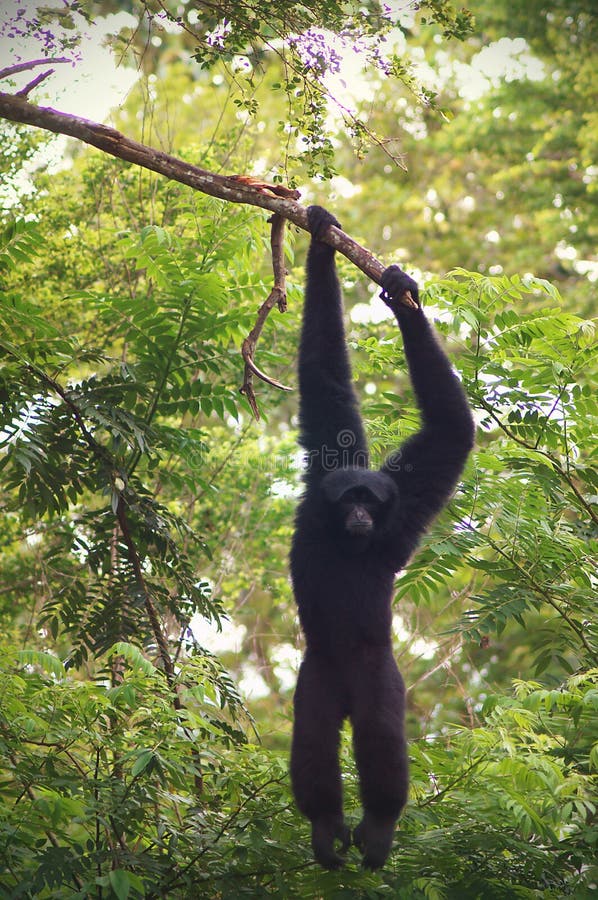 Photo of a Monkey on a Tree Stock Photo - Image of forest, wildlife ...