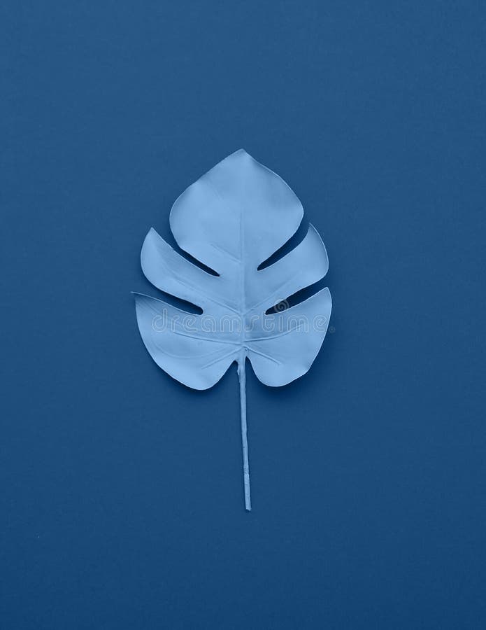 Photo of Monstera Leaves in Classic Blue Color. Stock Photo - Image of ...
