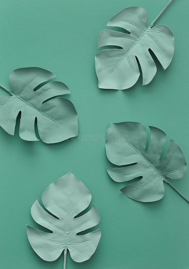 Photo of Monstera Leaves on Mint Color. Stock Image - Image of natural ...
