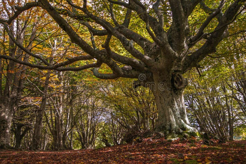 Monumental Beech Tree, the King of the Beech Forest Stock Photo - Image ...