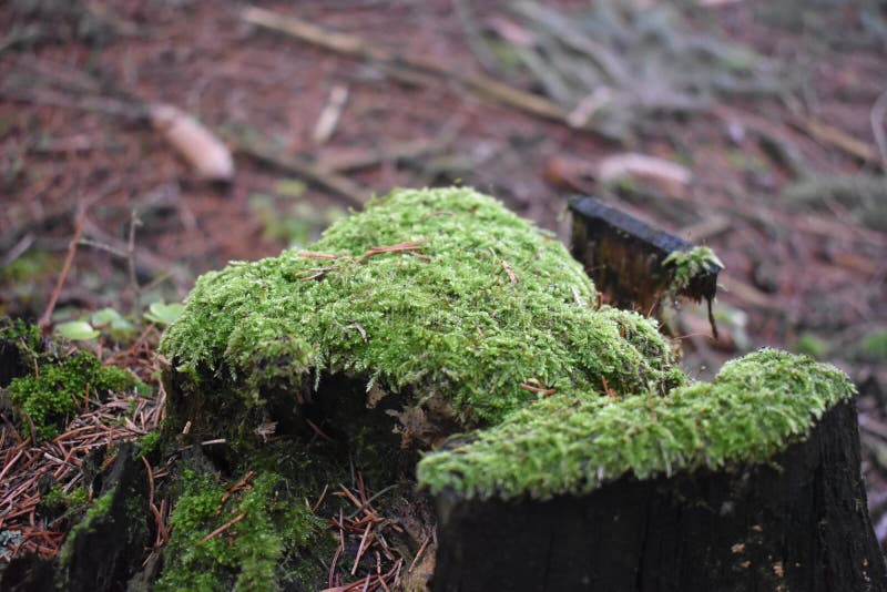 Dunderhead in the Autumn Forest Stock Image - Image of autumn ...