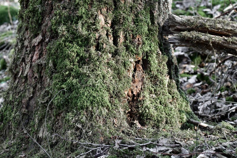 Photo of Moss Growing on a Tree Stock Photo - Image of macro, branch ...