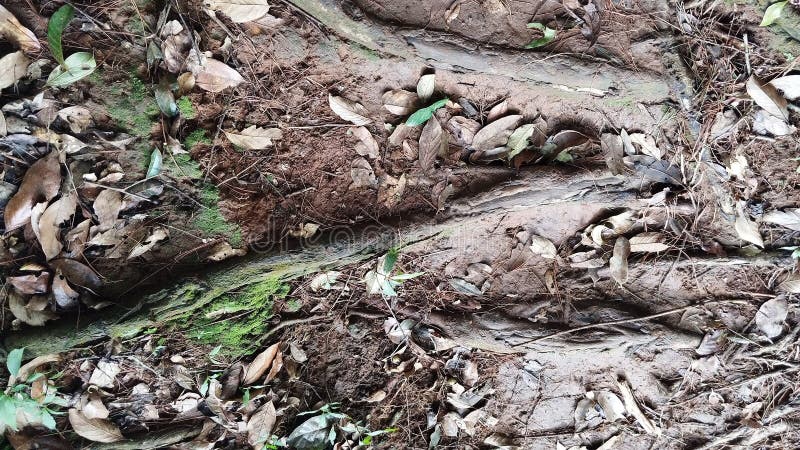 Photo of Moss Mud and Waterways at the Top of the Mountain Stock Photo ...