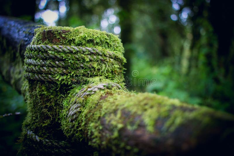 Moss on woods and rope stock image. Image of rope, white - 102333701