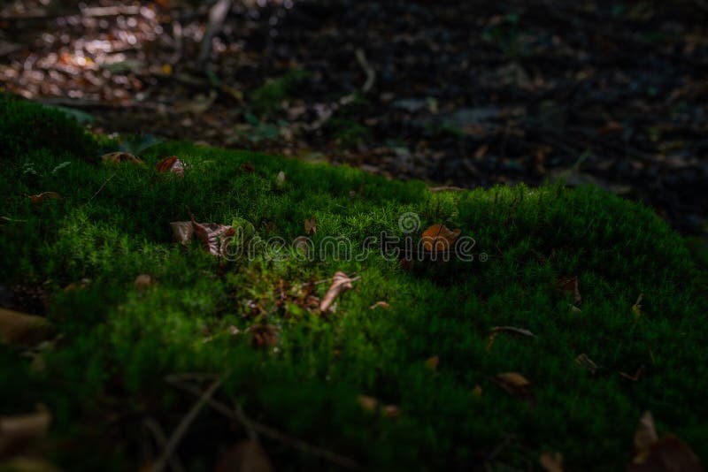Mossy Green Meadow in Autumn Forest with Sunlight Stock Image - Image ...
