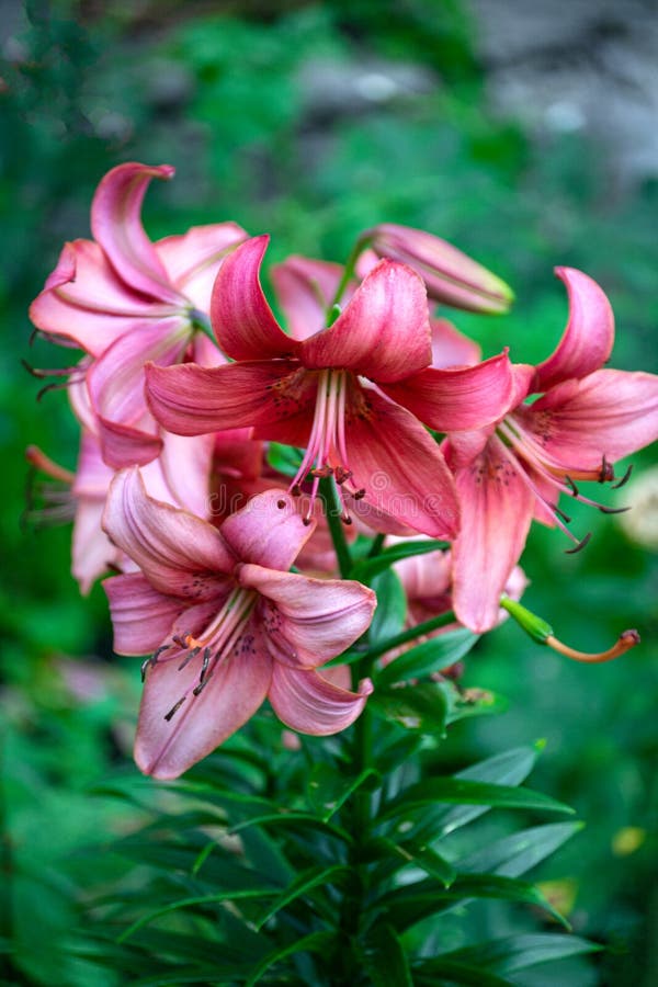 Photo of Multi-colored Dark Pink Garden Lilies in the Garden Stock ...